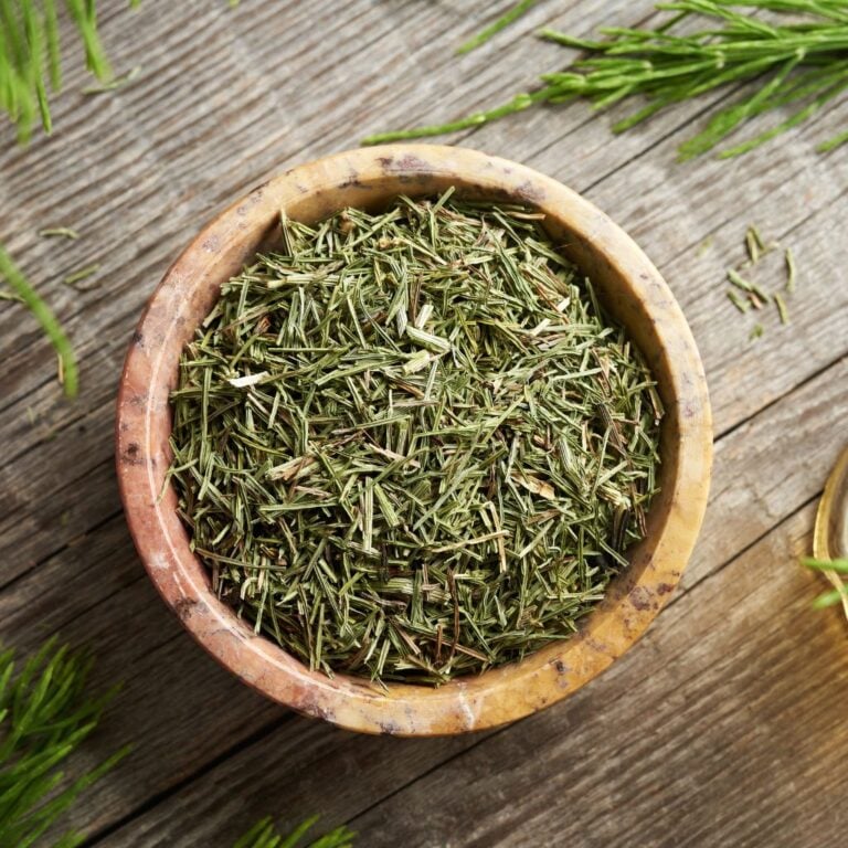 Horsetail Plant: Identification, Uses, Benefits - The Outdoor Apothecary