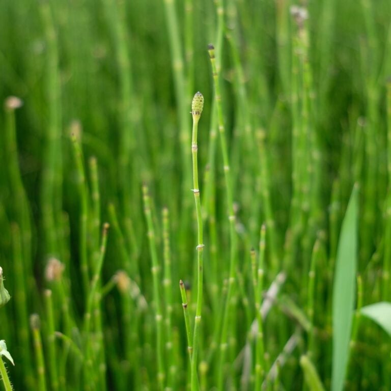 Horsetail Plant: Identification, Uses, Benefits - The Outdoor Apothecary