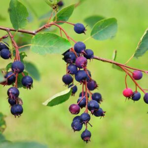 Foraging Juneberry: Identification, Benefits And Uses. - The Outdoor ...