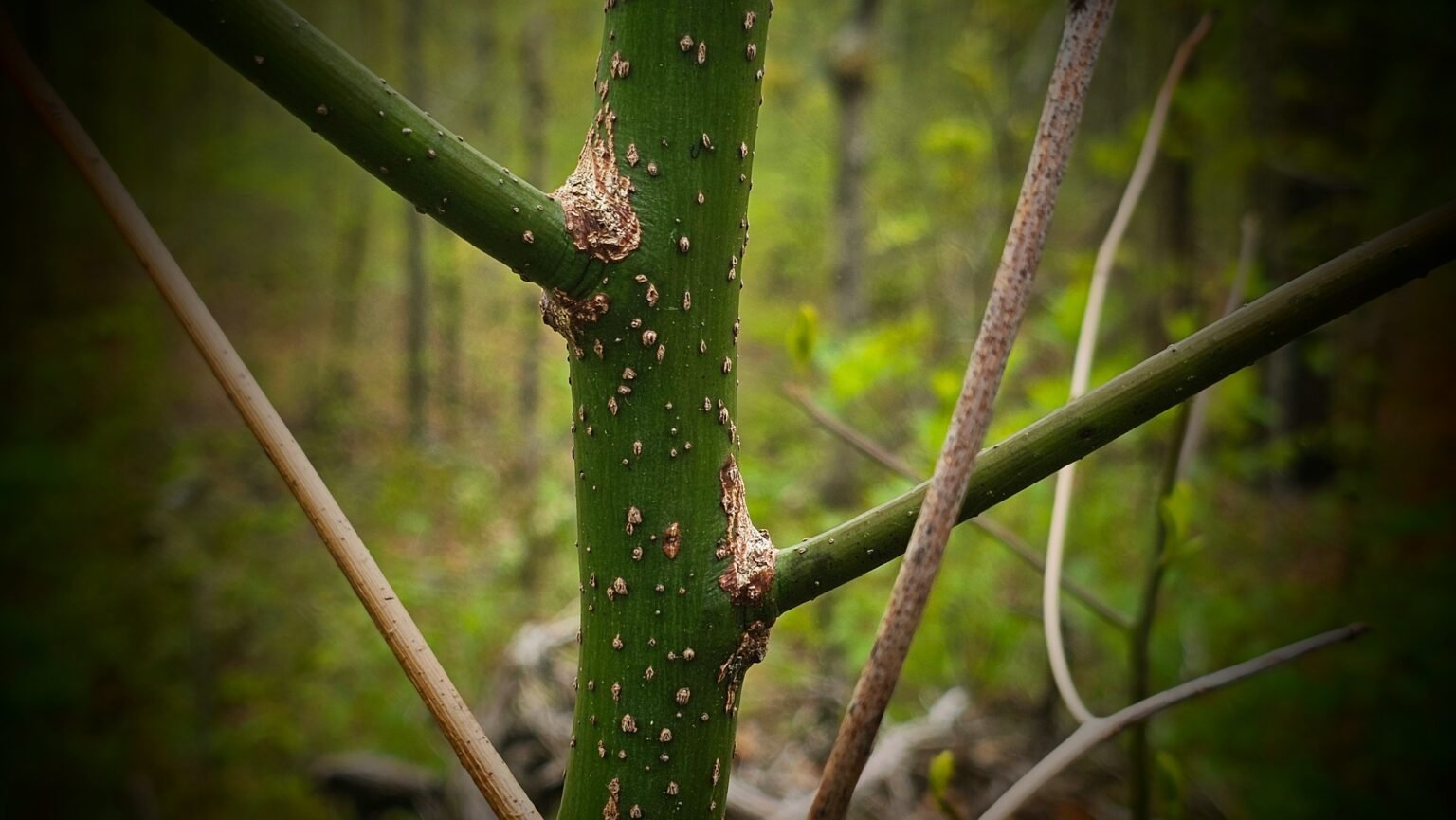 Sassafras: Rich History, Traditions, And Uses - The Outdoor Apothecary