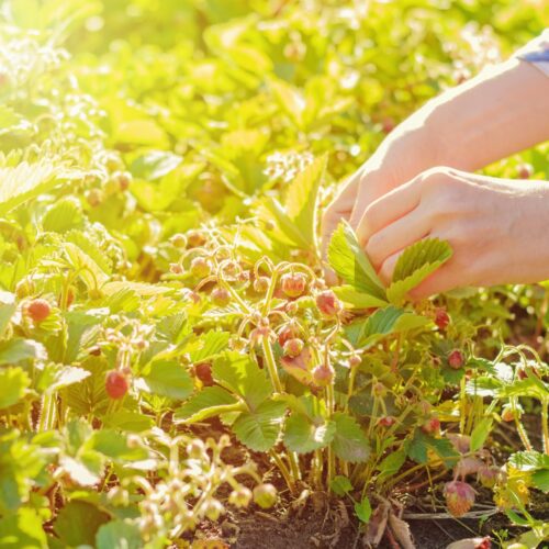 Foraging Wild Strawberries: Identification And Look-Alikes - The ...