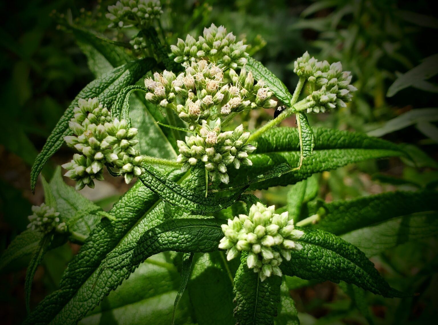 Learning The Herb Boneset: A Useful Native Medicinal Plant - The ...