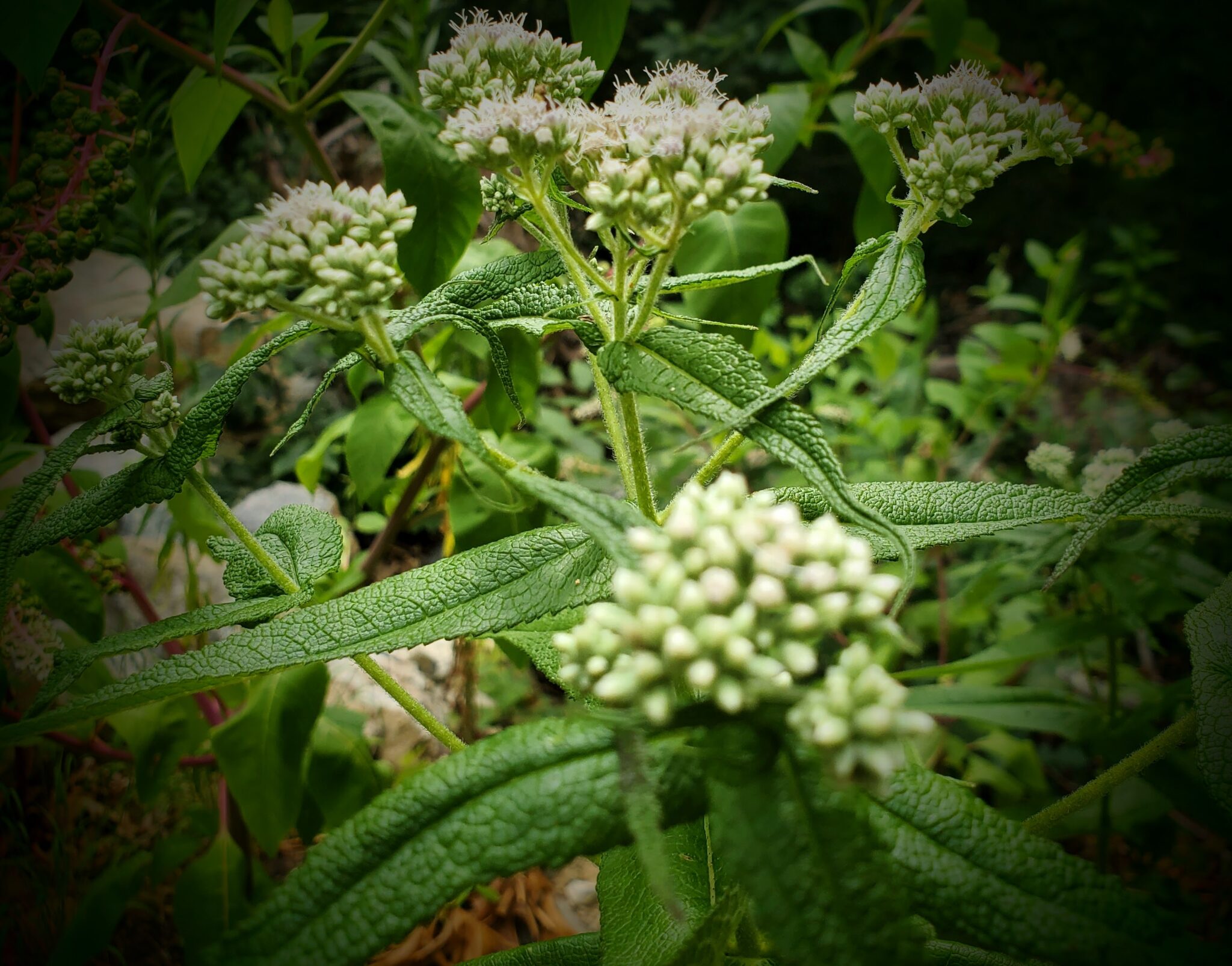 Learning The Herb Boneset: A Useful Native Medicinal Plant - The ...