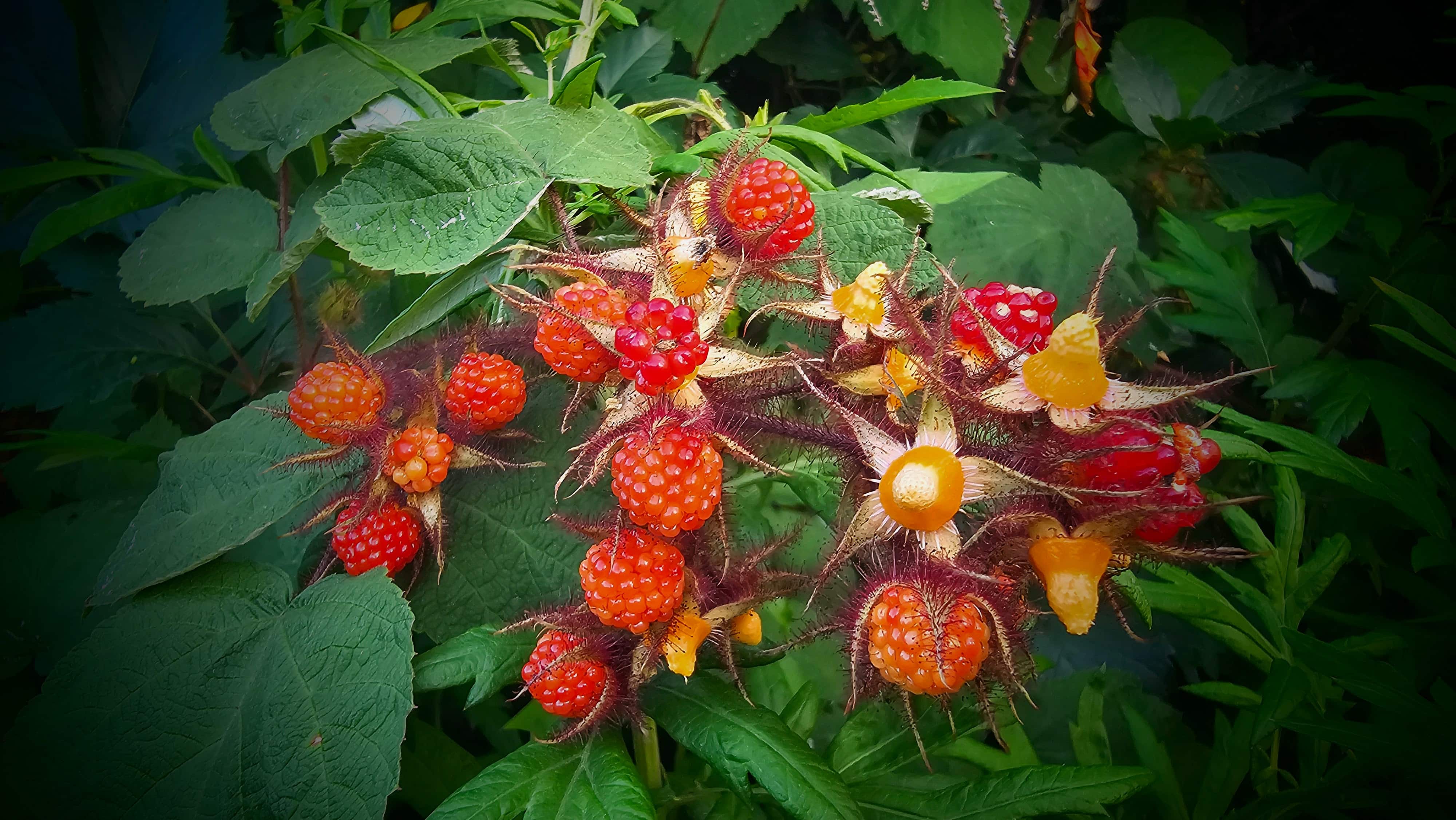 The Magic Of Berry Season: Symbolism, Folklore, And Health Benefits ...