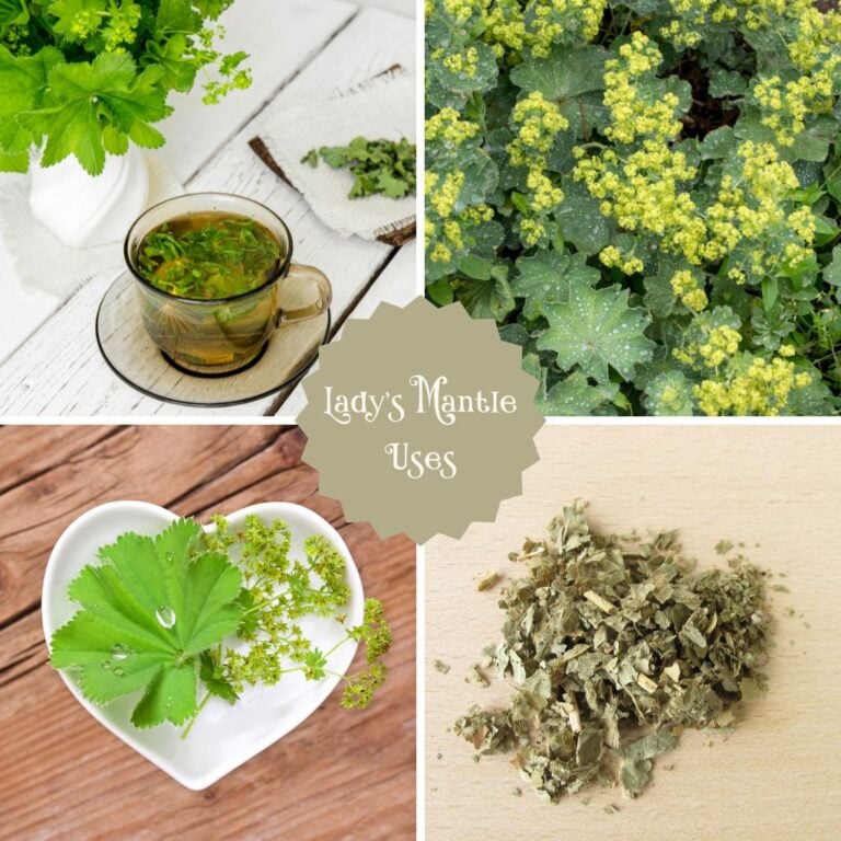 Lady's Mantle: Identification, Uses, Benefits - The Outdoor Apothecary