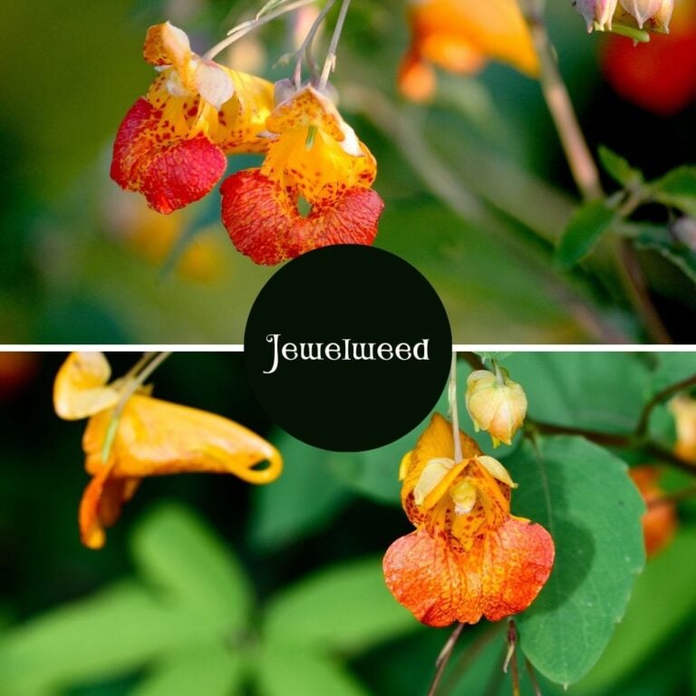 Surprising Jewelweed Plant: Identification, Uses, And Benefits - The ...