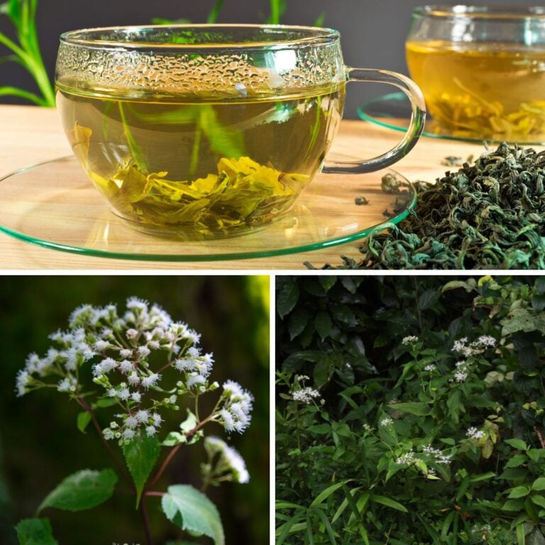 The Amazing Benefits Of Boneset Tea & How To Make It At Home - The ...