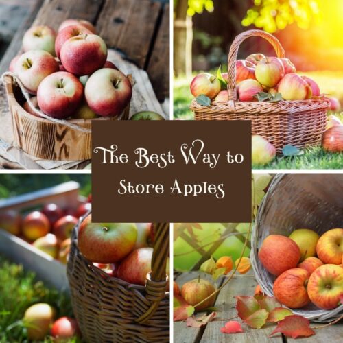 Best Way To Store Apples:Tips For Extending Shelf Life And Flavor - The ...
