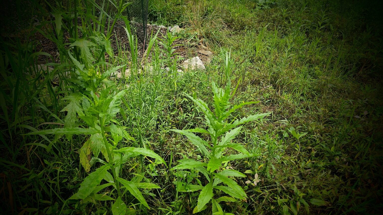 American Burnweed: A Native Plant With Environmental Benefits - The ...