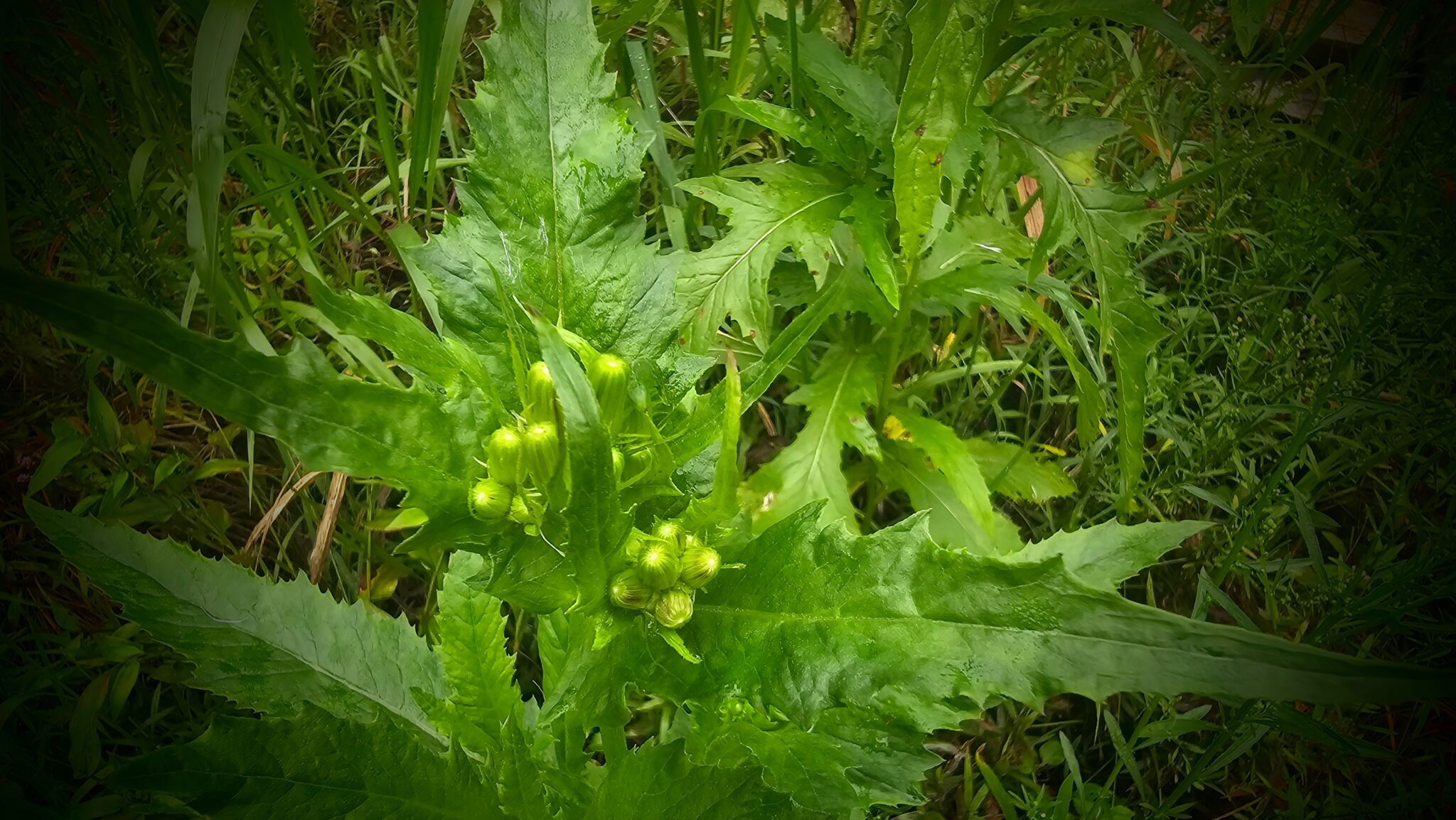 American Burnweed: A Native Plant With Environmental Benefits - The ...