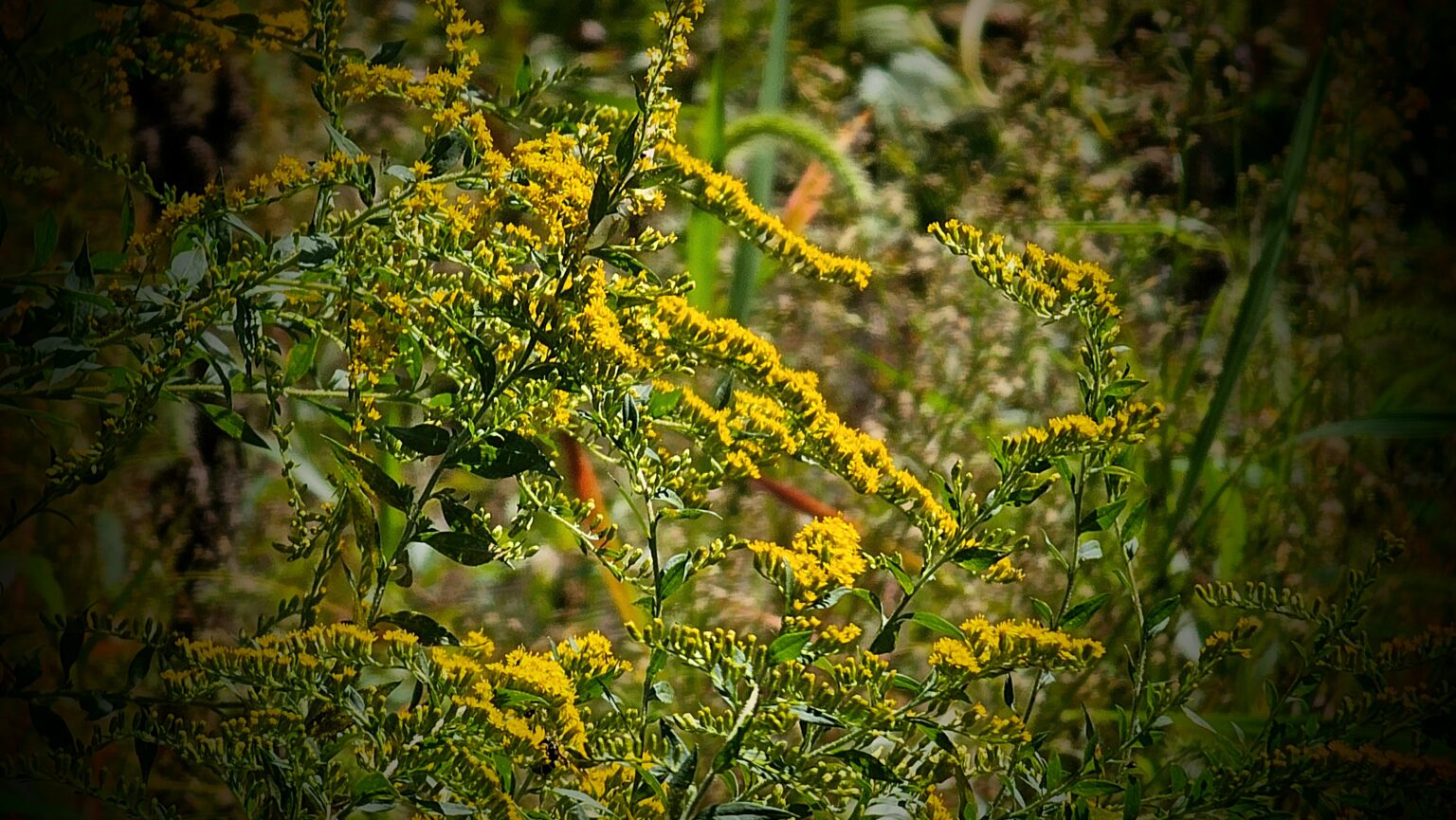 Plant Wisdom - The Outdoor Apothecary