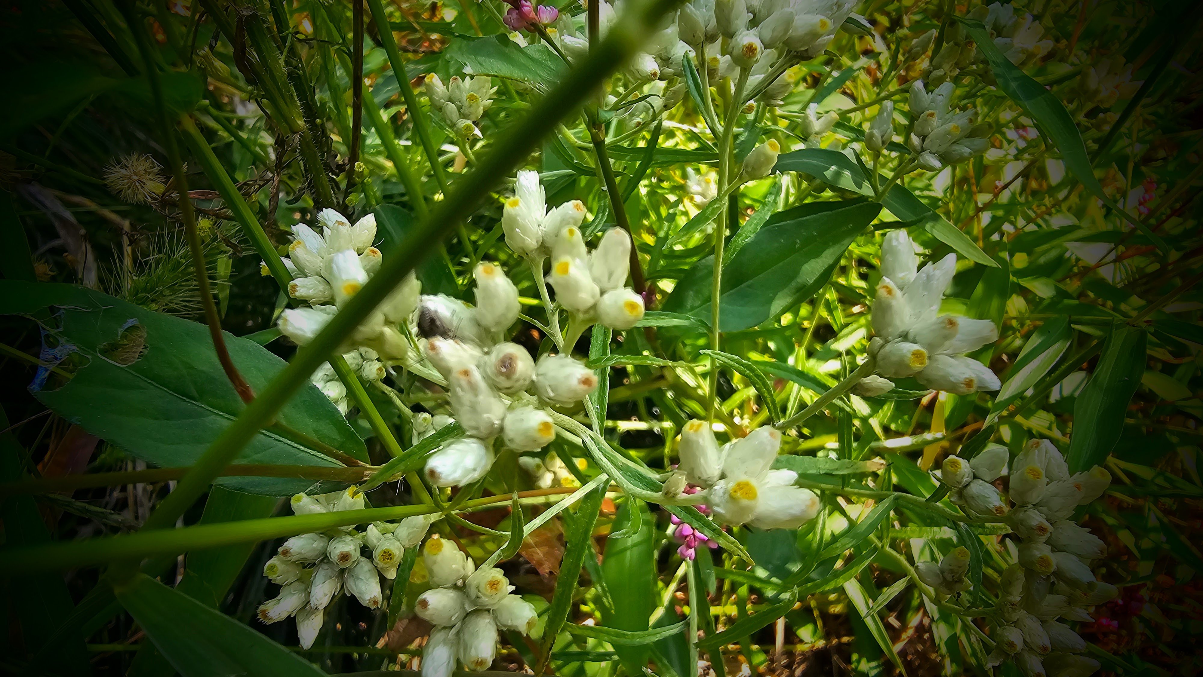 Rabbit Tobacco: A Forgotten Herb Revisited - The Outdoor Apothecary