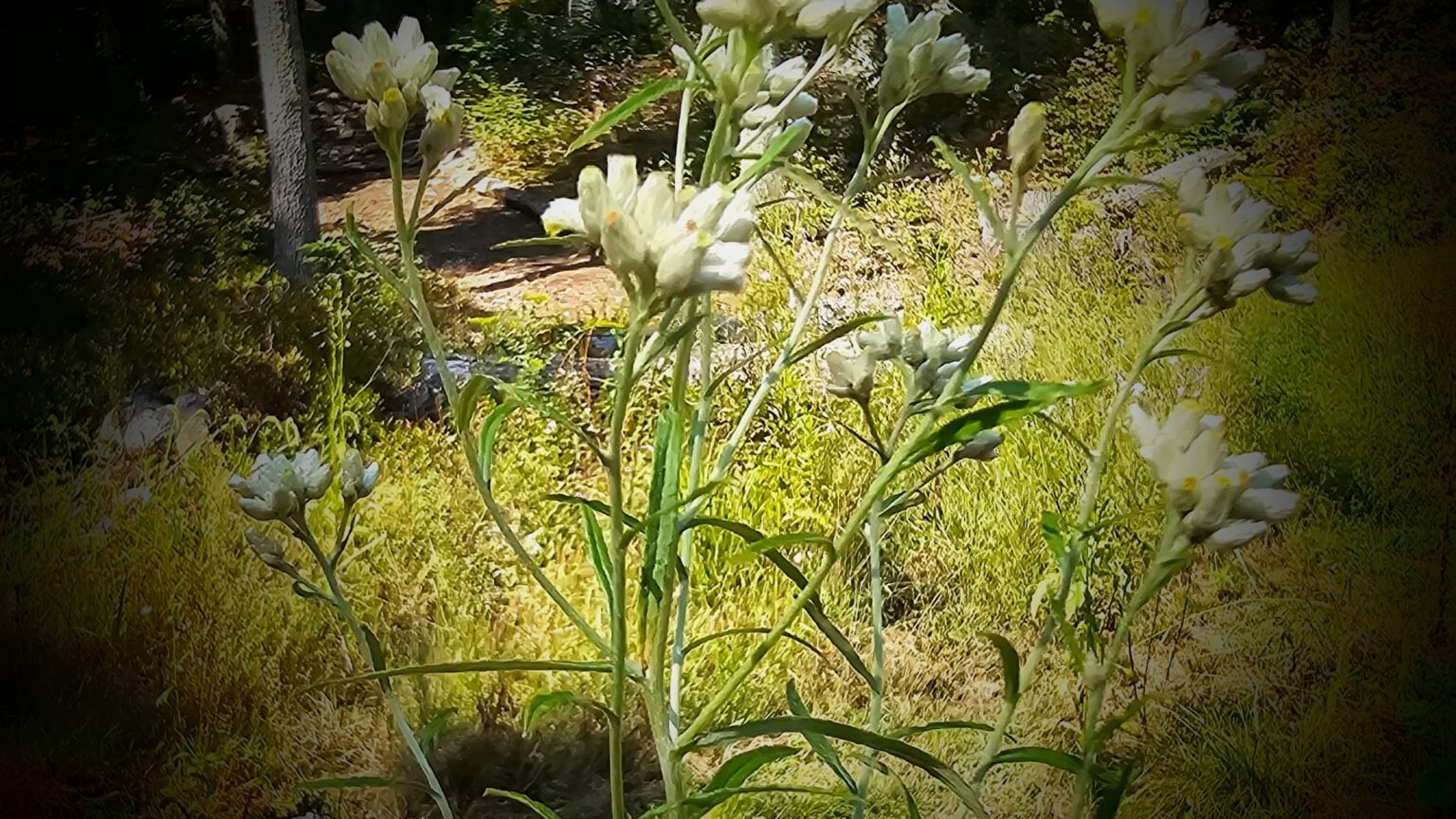 Rabbit Tobacco: A Forgotten Herb Revisited - The Outdoor Apothecary