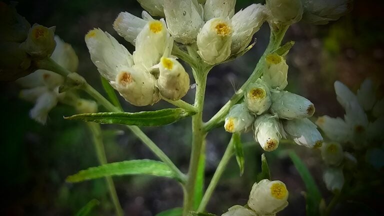 Rabbit Tobacco: A Forgotten Herb Revisited - The Outdoor Apothecary