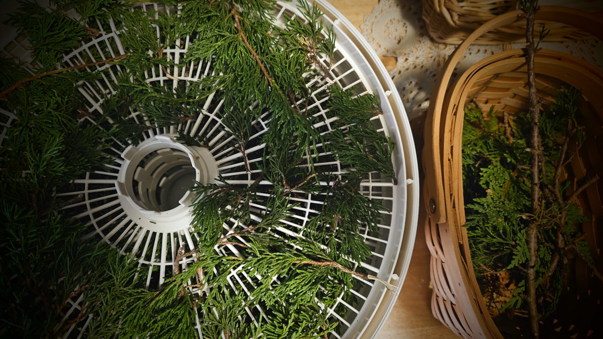 How To Dry Evergreens Using A Dehydrator - The Outdoor Apothecary