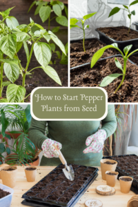 How To Grow Pepper Plants From Seeds: A Beginner’s Step-by-Step Guide ...
