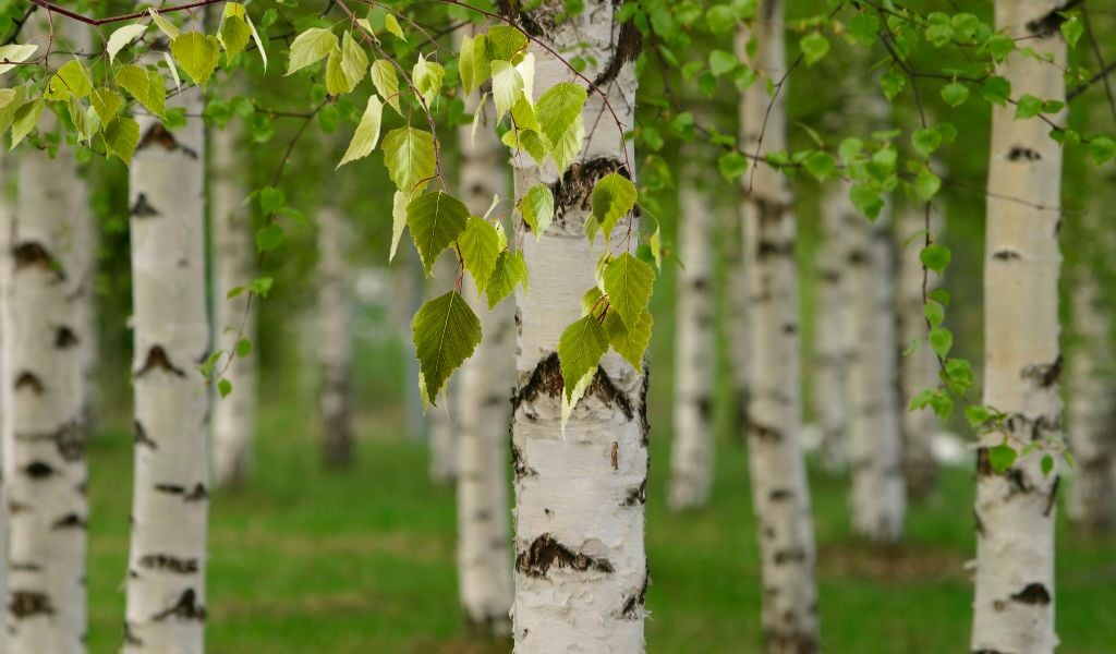 Plant Wisdom - The Outdoor Apothecary