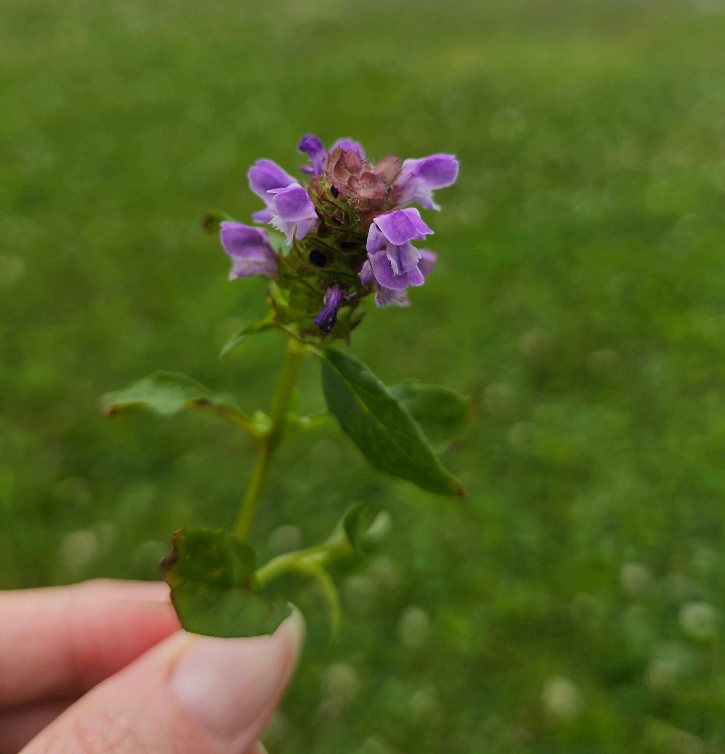 Self-Heal: How To Identify And Forage This Common Yet Powerful Herb ...