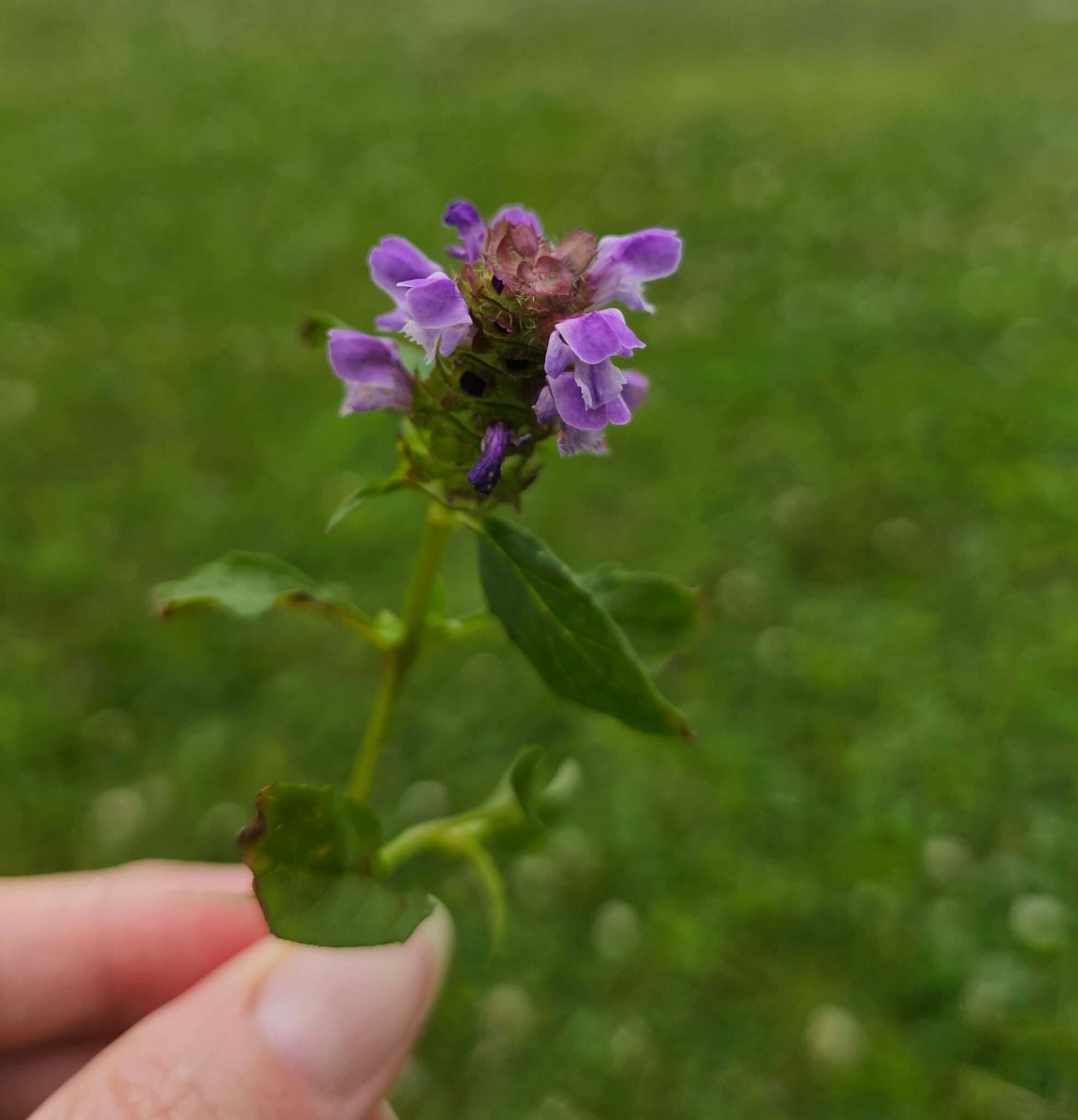 Self-Heal: How To Identify And Forage This Common Yet Powerful Herb ...