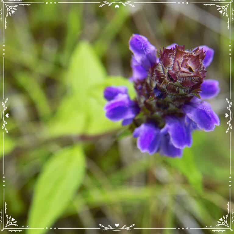 Self-Heal: How To Identify And Forage This Common Yet Powerful Herb ...